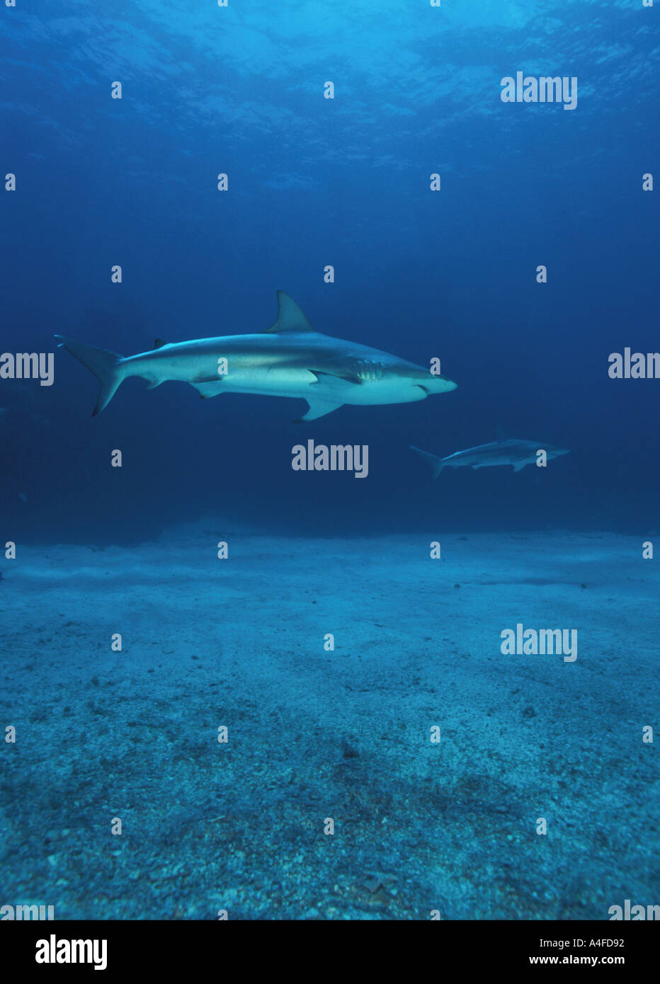 Blacktip shark atlantic ocean hi-res stock photography and images - Alamy