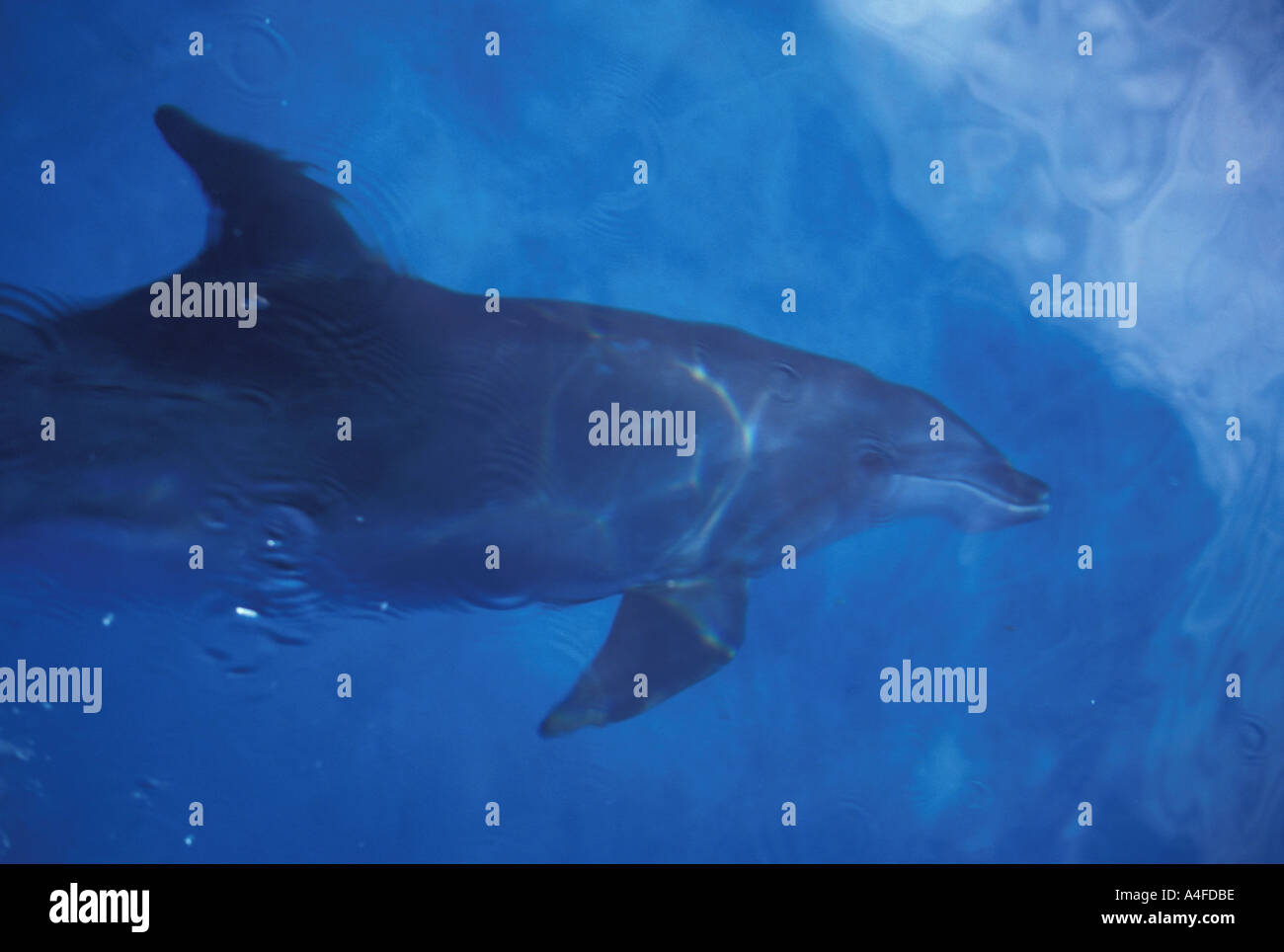 Bottlenose Dolphin Tursiops truncatus Stock Photo - Alamy