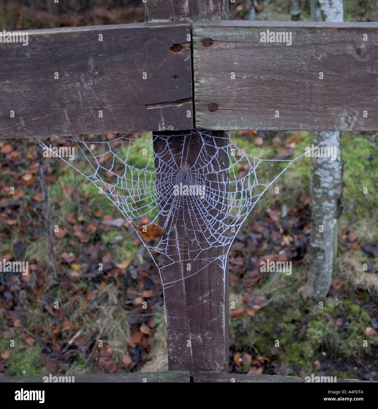 Frozen spider web on fence hi-res stock photography and images - Alamy