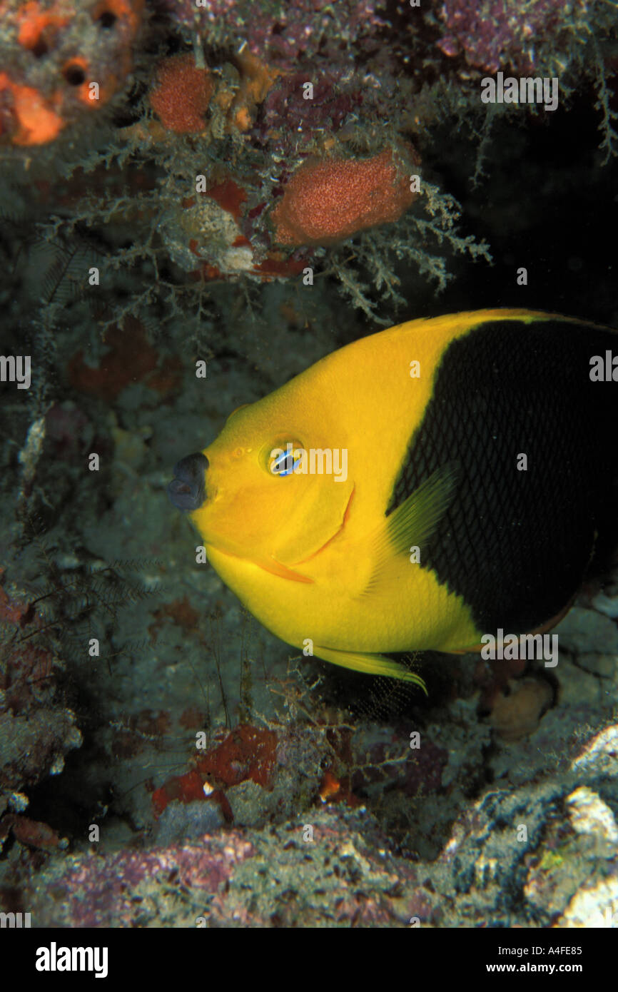 Rock Beauty Holacanthus tricolor Stock Photo - Alamy