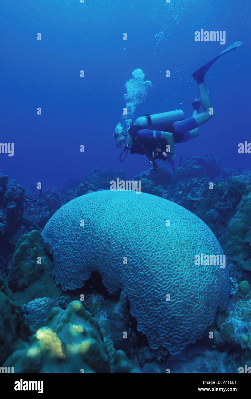 Scuba diver on Bonaire Reef Stock Photo - Alamy
