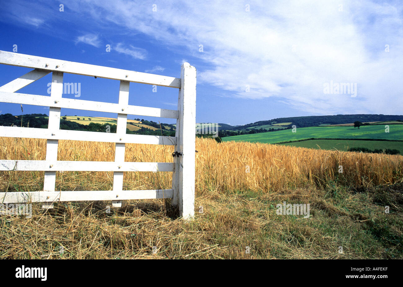 white gate and field of grain in english countryside Stock Photo - Alamy
