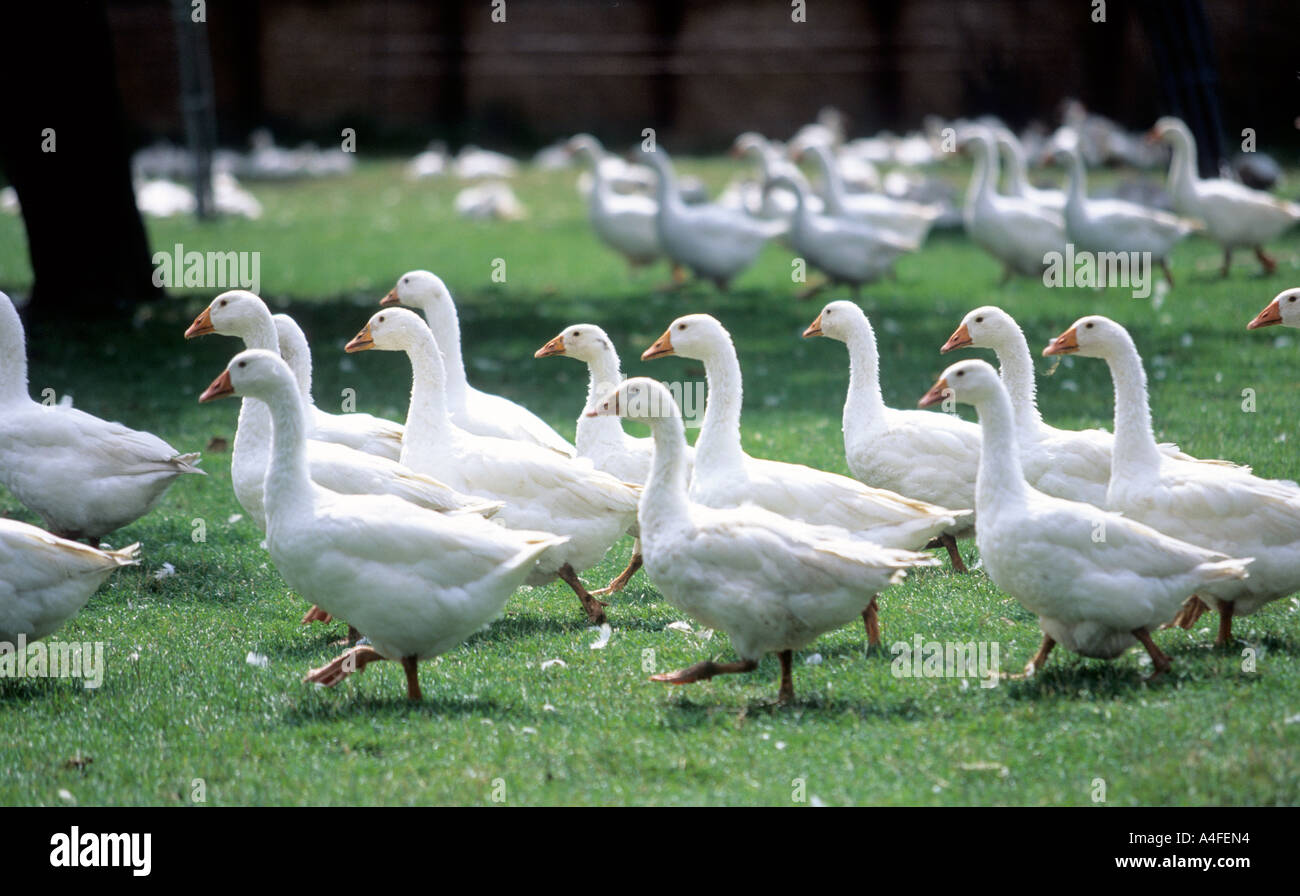 Epizootic disease hi-res stock photography and images - Alamy