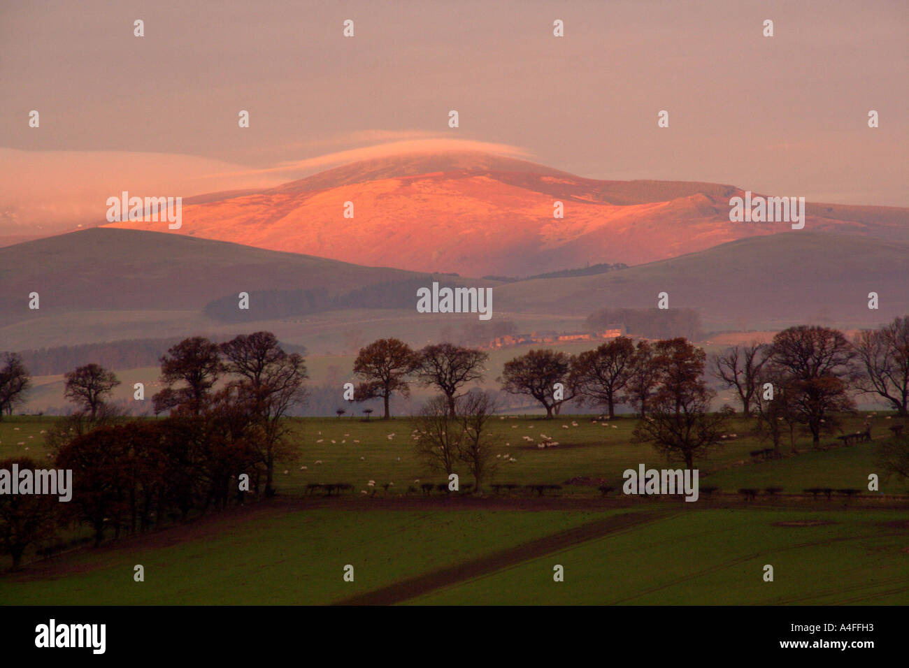 Cheviot hill hi-res stock photography and images - Alamy
