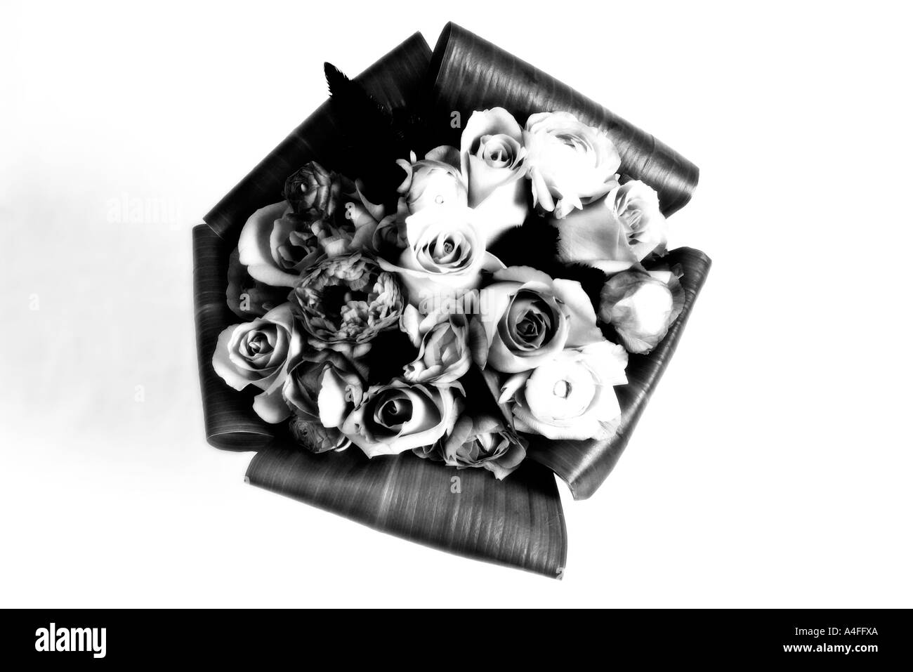 Infrared rose hi-res stock photography and images - Alamy