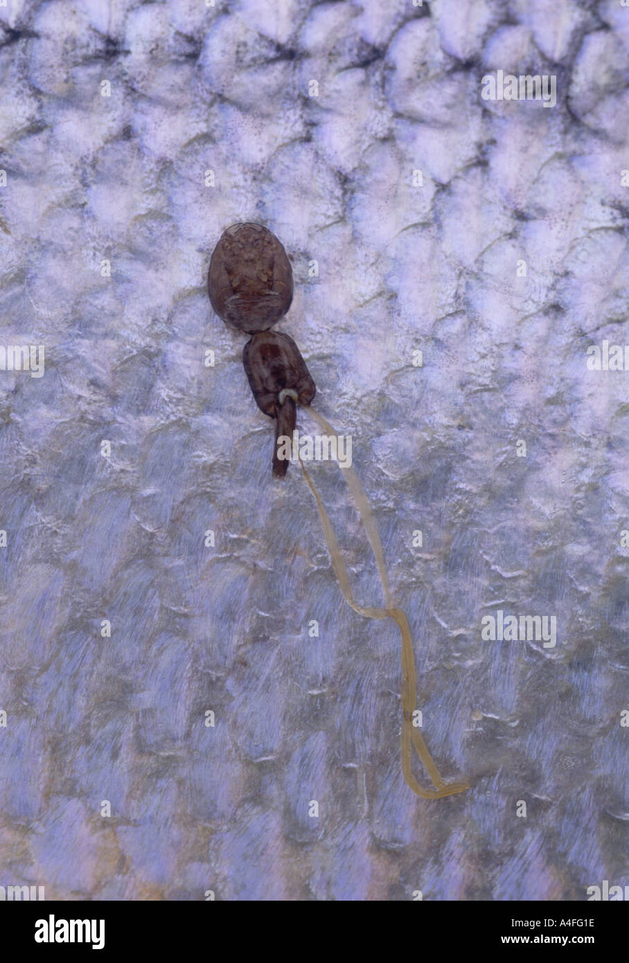 Sea Lice on Salmon Stock Photo - Alamy