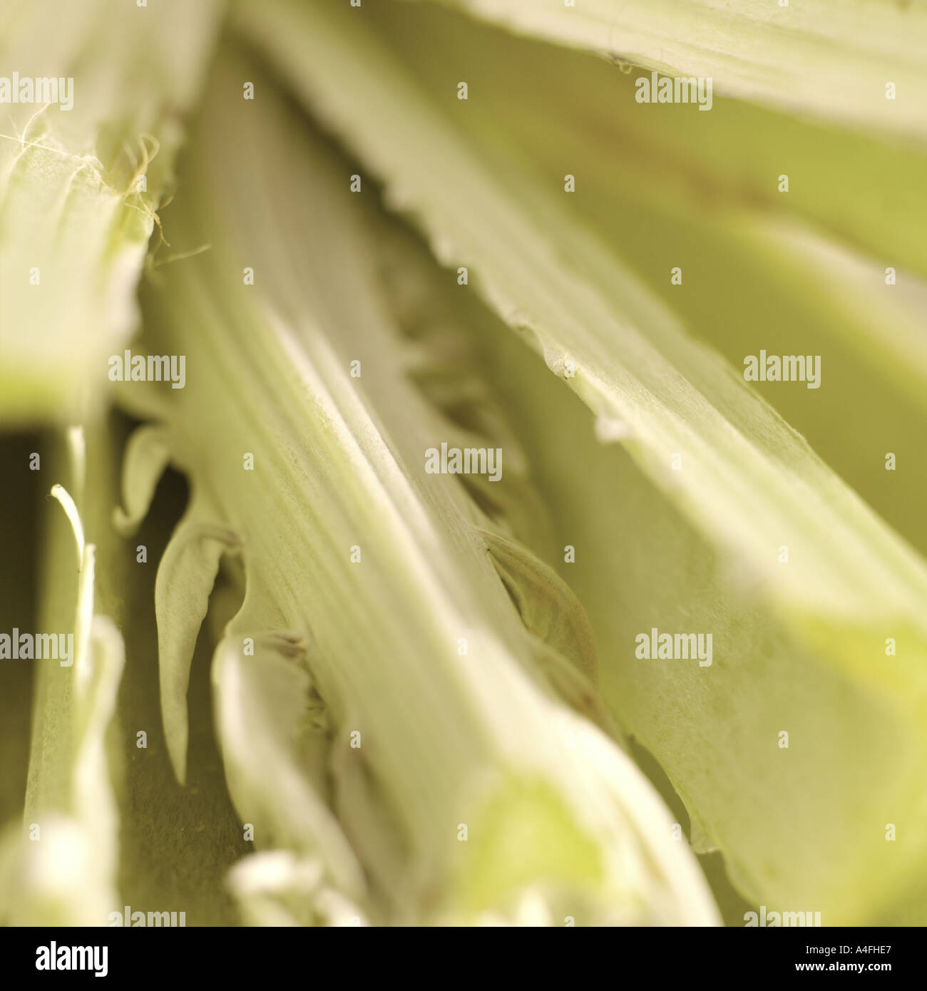 Cardone hi-res stock photography and images - Alamy