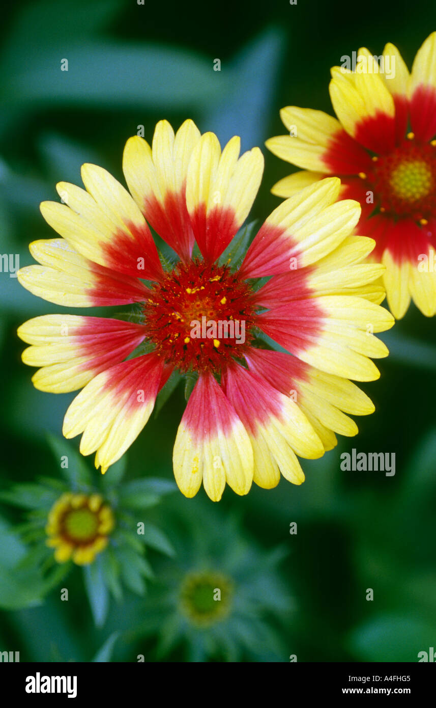 Gaillardias hi-res stock photography and images - Alamy