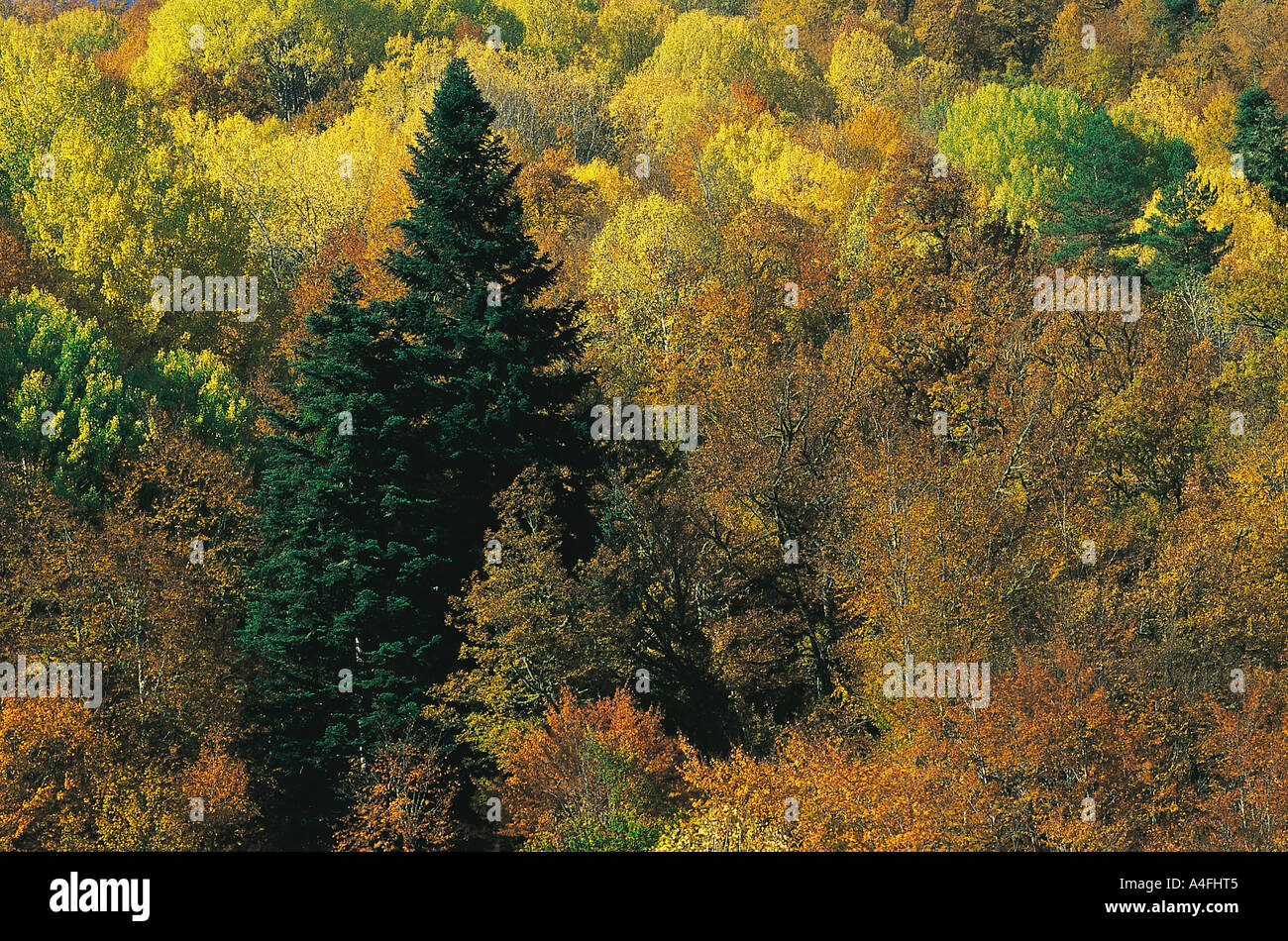 Fall colors in forest of Kure Mountains of western Black Sea Turkey ...