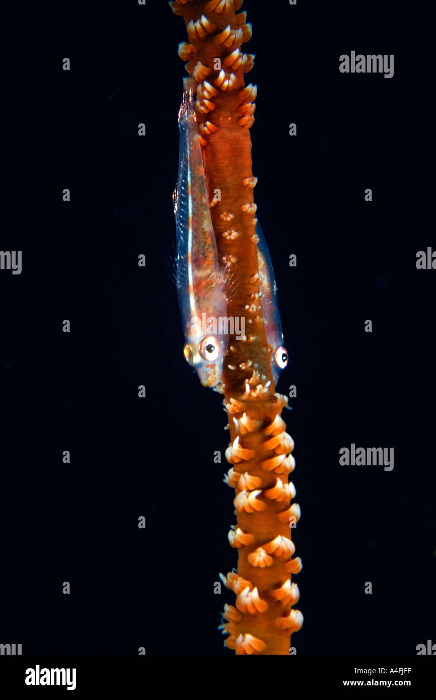 Wire coral goby Bryaninops yongei on wire coral Cirripathes anguina ...