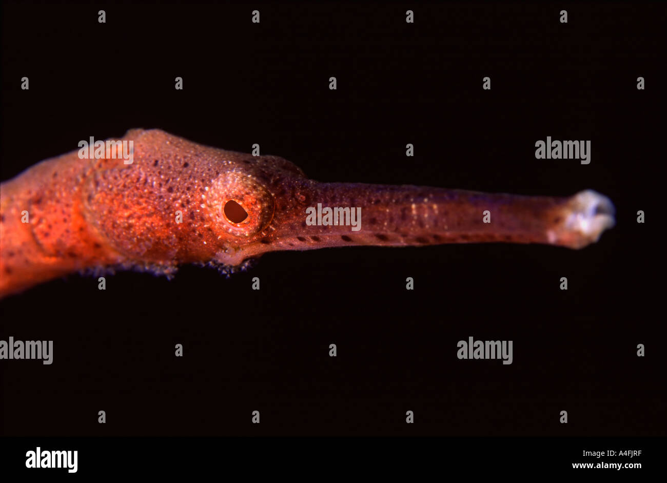 Bend stick pipefish hi-res stock photography and images - Alamy