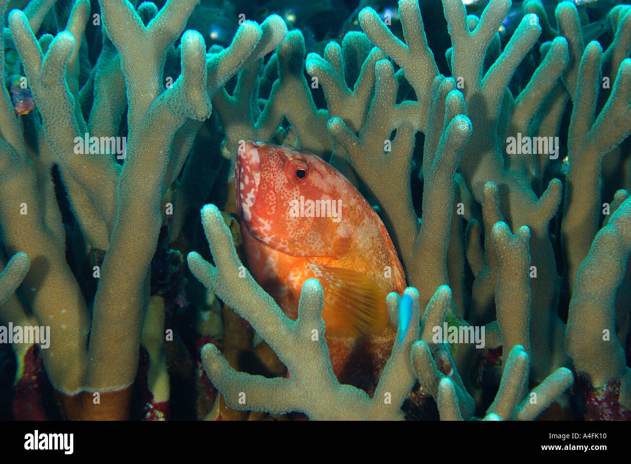 Flagtail grouper Cephalopholis urodeta sheltered among branches of ...