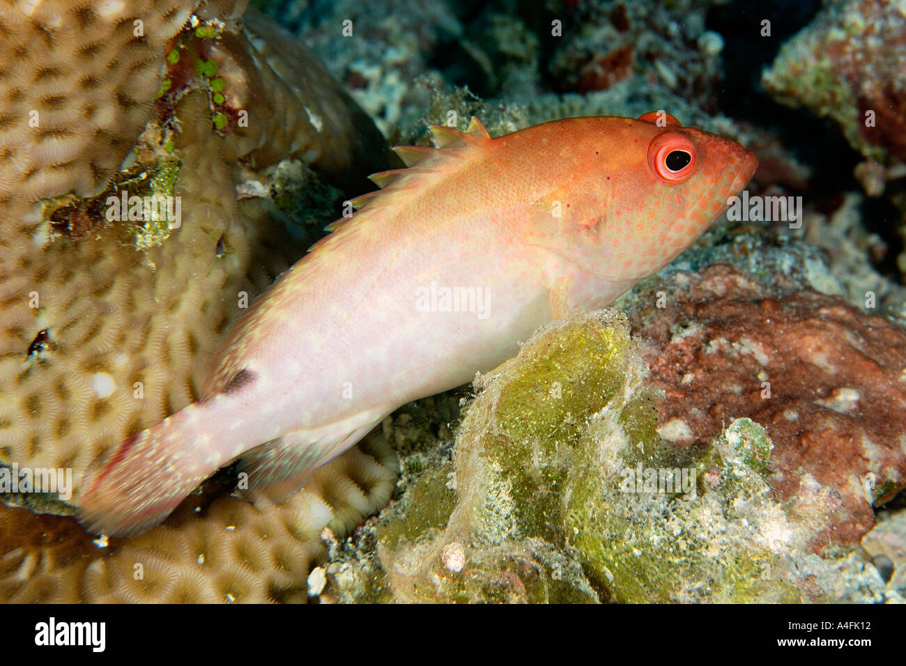 Leopard grouper Cephalopholis leopardus Namu atoll Marshall Islands N ...