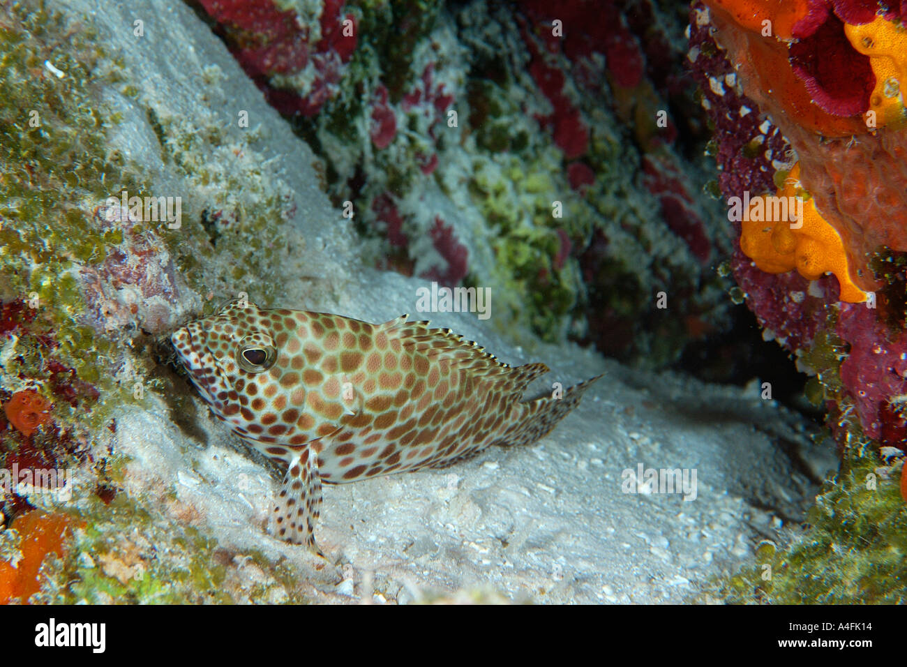 Honeycomb grouper Epinephelus merra on sandy bottom Namu atoll Marshall ...