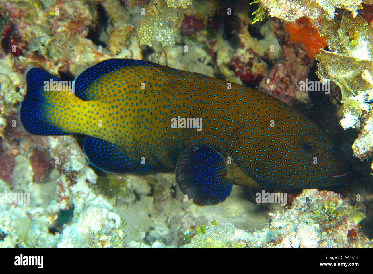 Grouper fish peacock hi-res stock photography and images - Alamy
