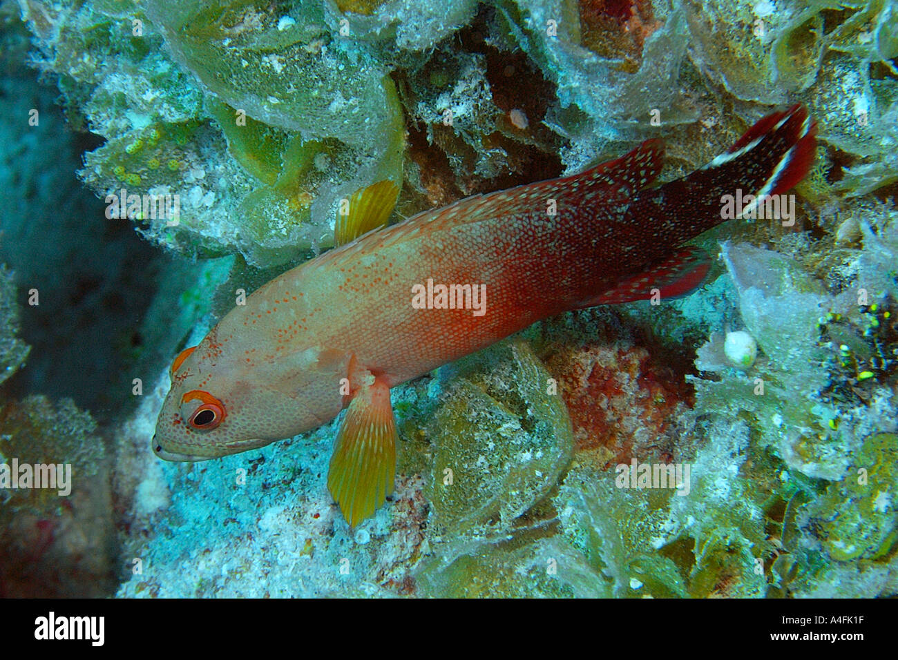 Flagtail grouper Cephalopholis urodeta Namu atoll Marshall Islands N ...