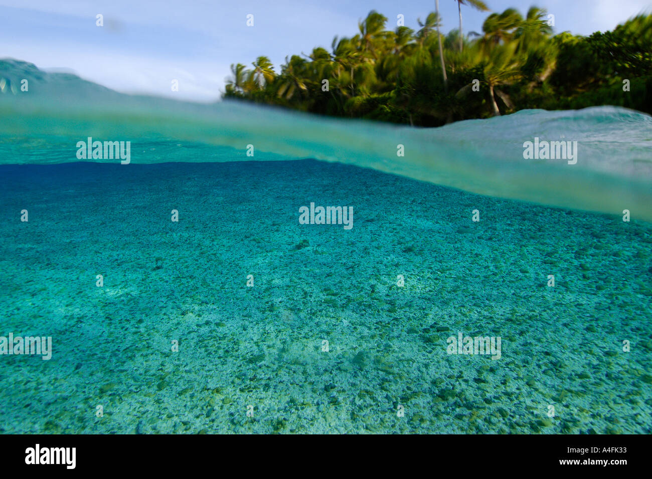Over under image sandy bottom and trees at Majikin Island Namu atoll ...