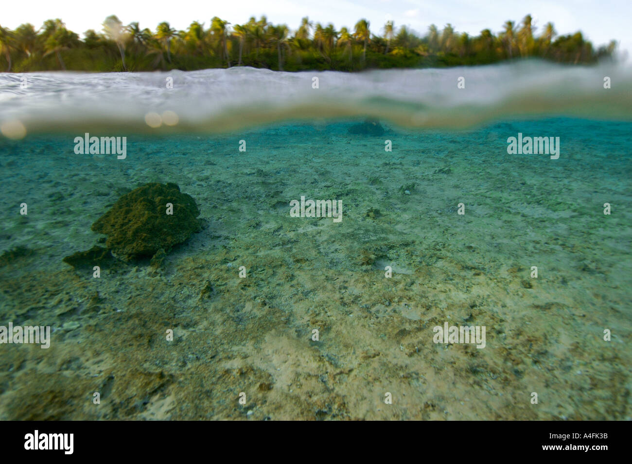 Over under image rocky bottom and trees at Majikin Island Namu atoll ...