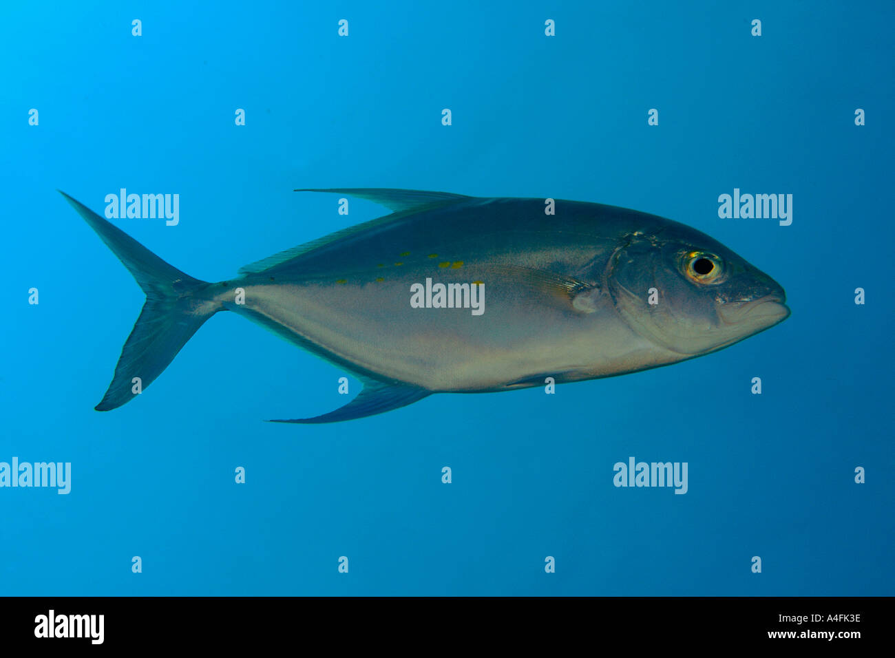 Yellow spotted trevally jack Carangoides orthogrammus Namu atoll ...