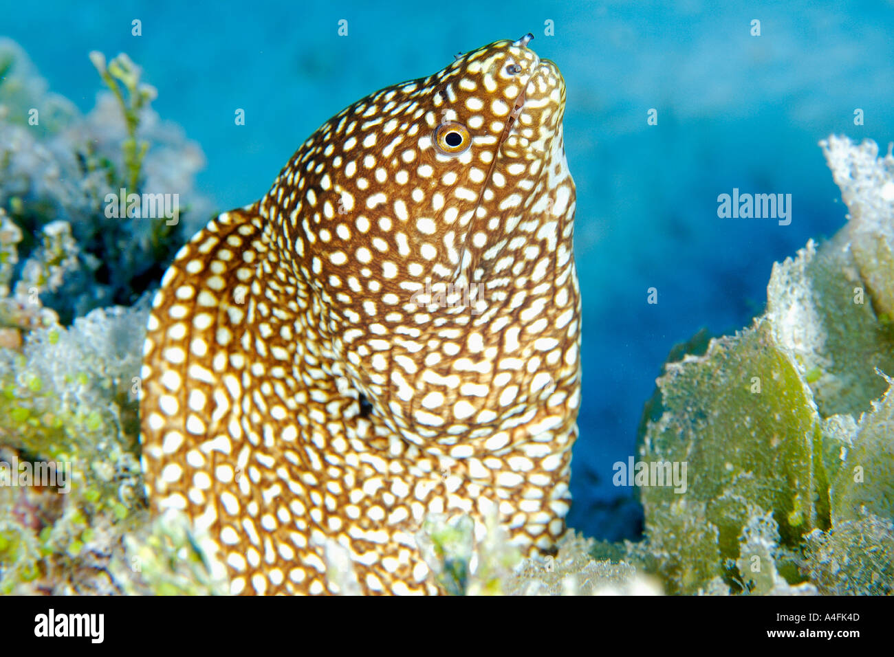 Whitemouth moray Gymnothorax meleagris Namu atoll Marshall Islands N ...
