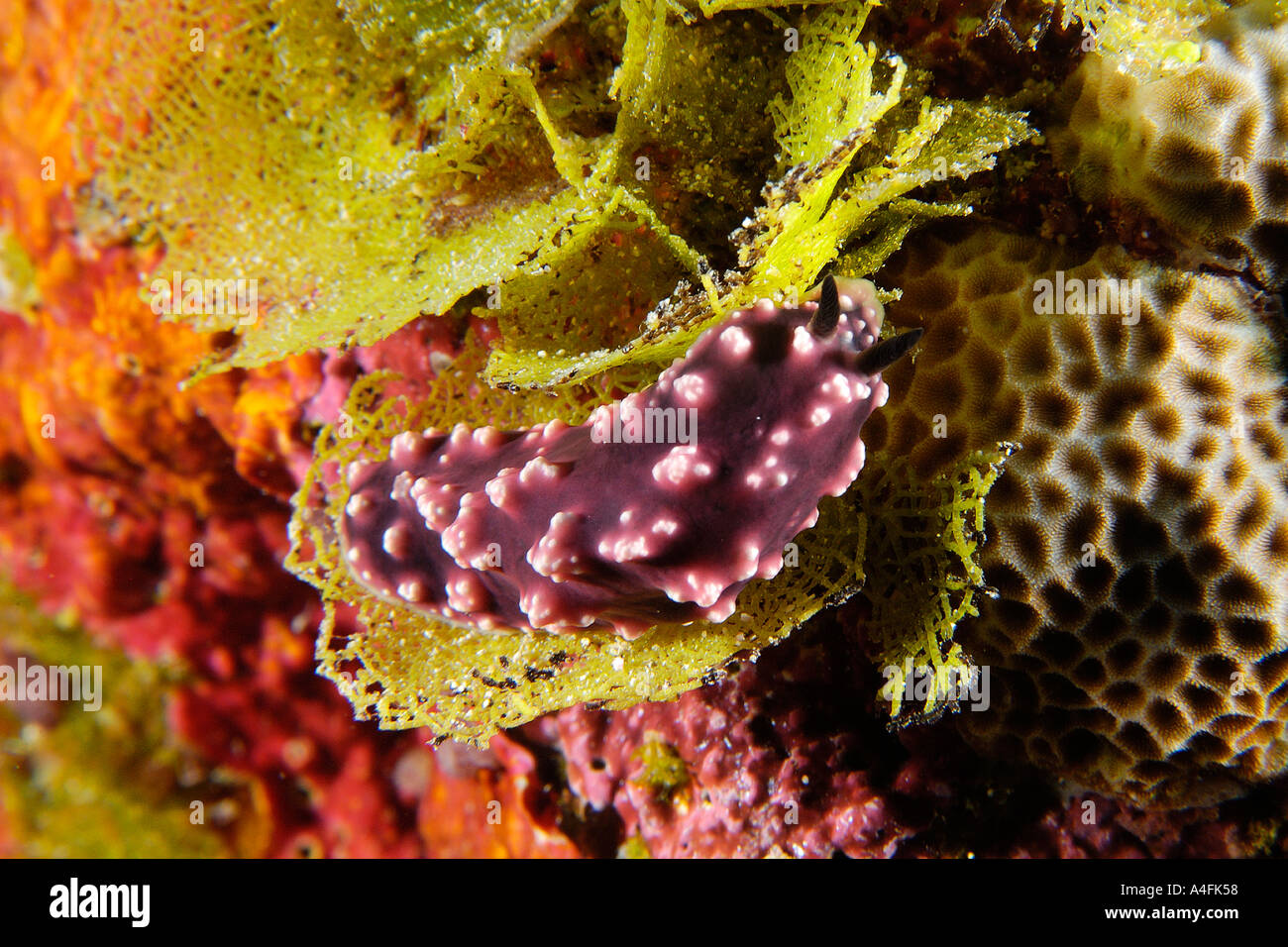 Phyllidia pustulosa hi-res stock photography and images - Alamy