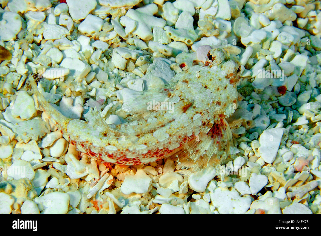 Scorpionfish Sebastapistes sp Namu atoll Marshall Islands N Pacific ...
