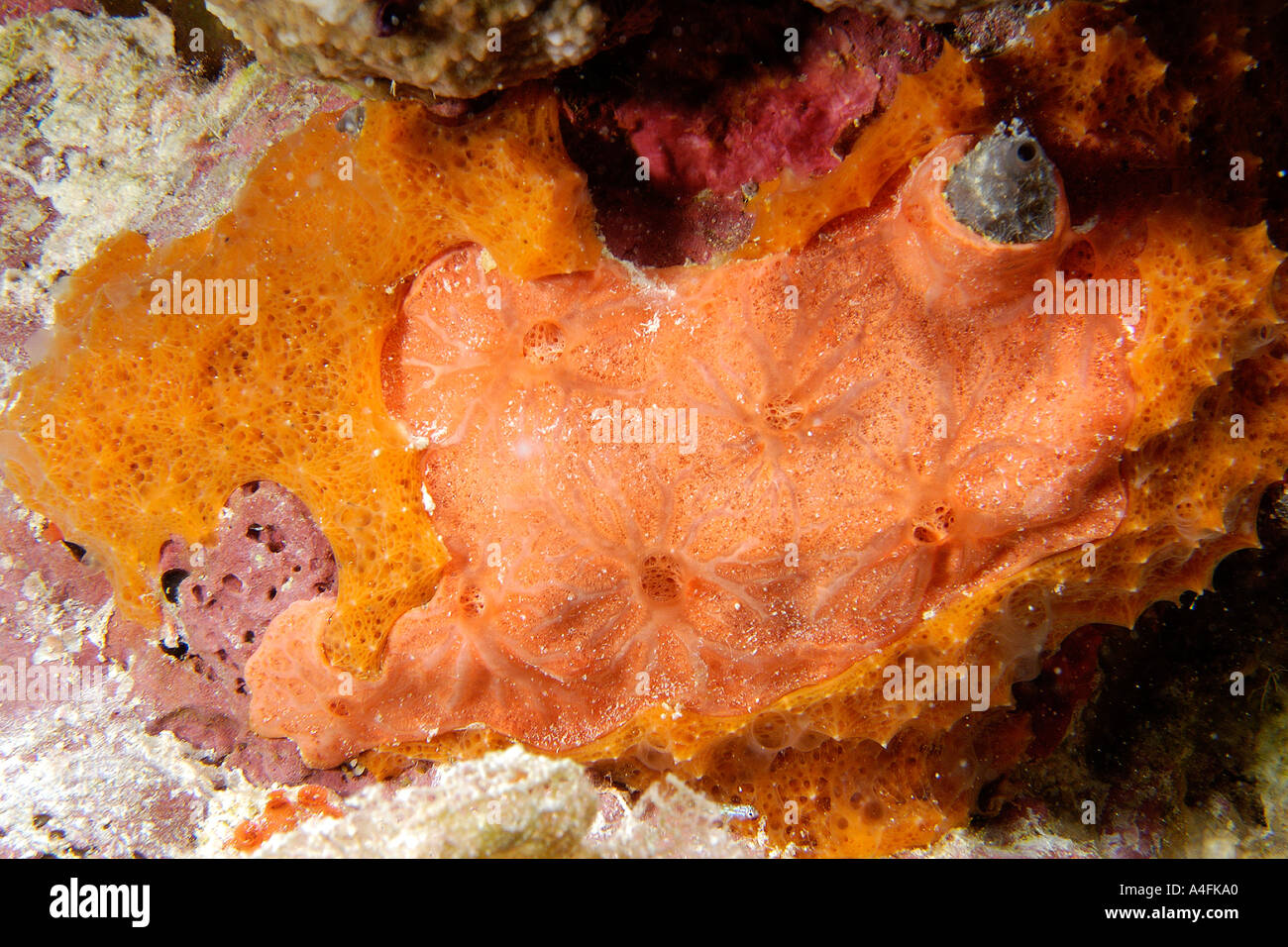 Orange red encrusting sponge hi-res stock photography and images - Alamy