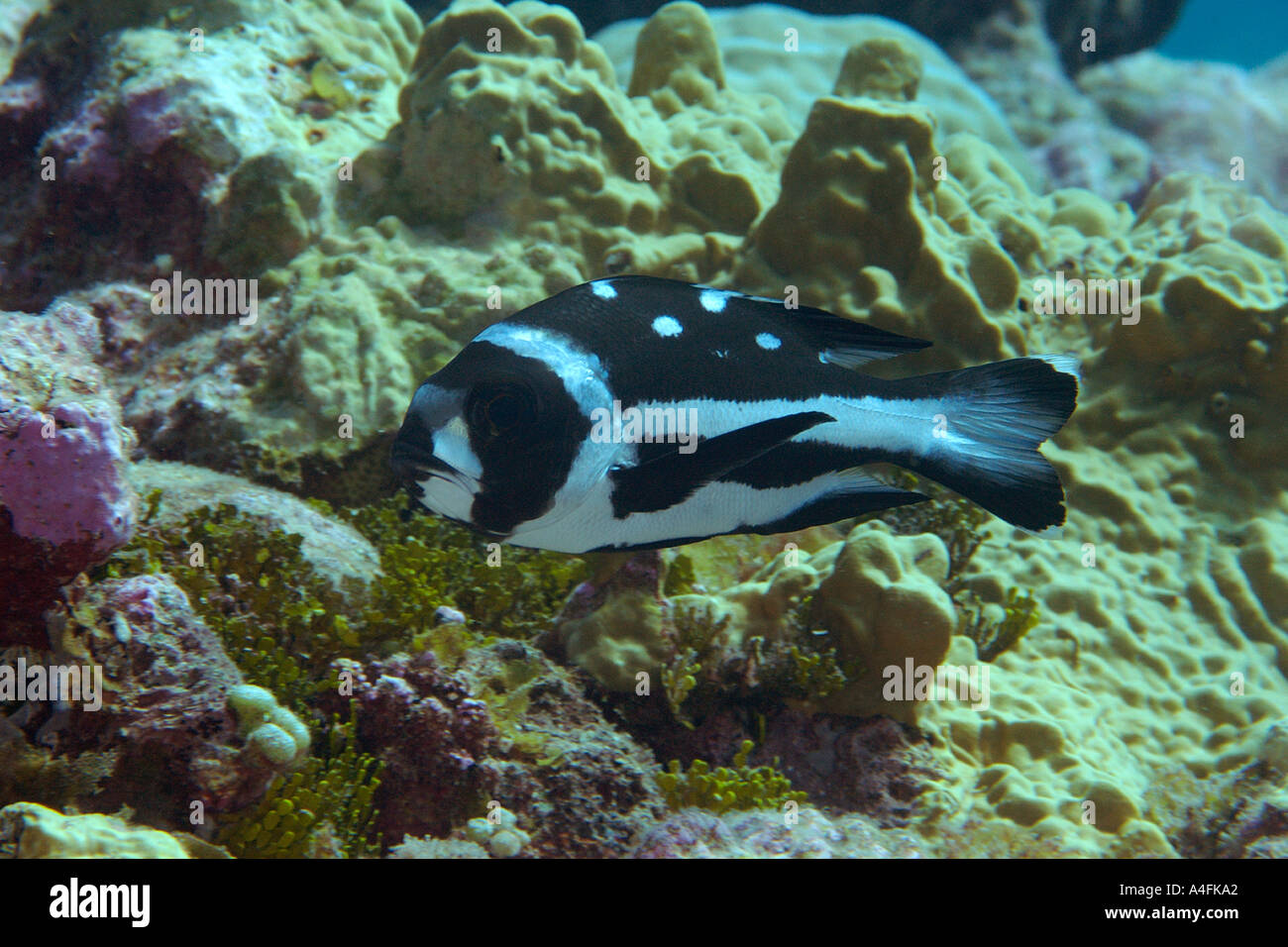 Juvenile emperor snapper hi-res stock photography and images - Alamy