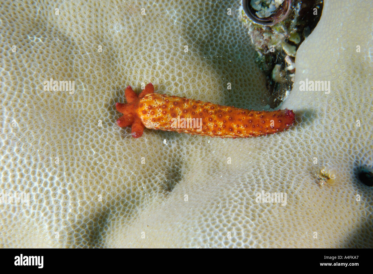 Starfish regenerating hi-res stock photography and images - Alamy