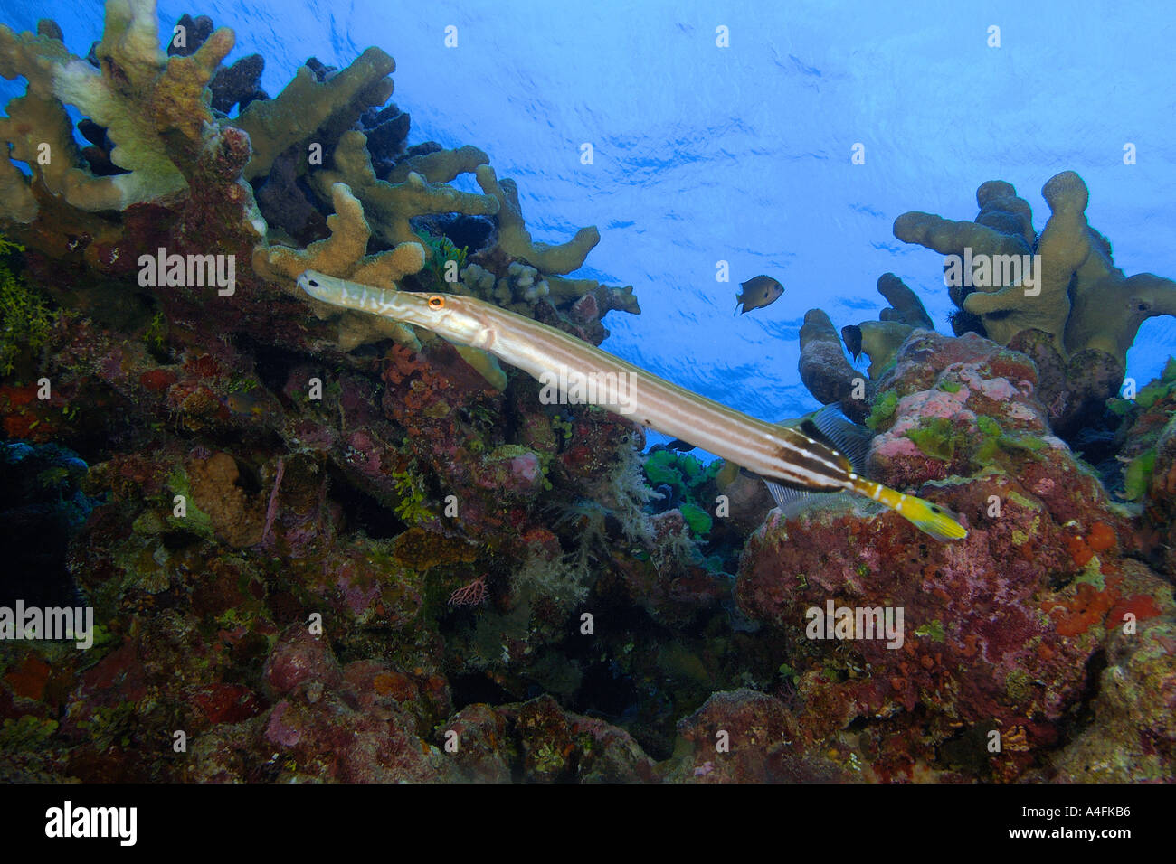 Trumpetfish aulostomus chinensis fish hi-res stock photography and ...