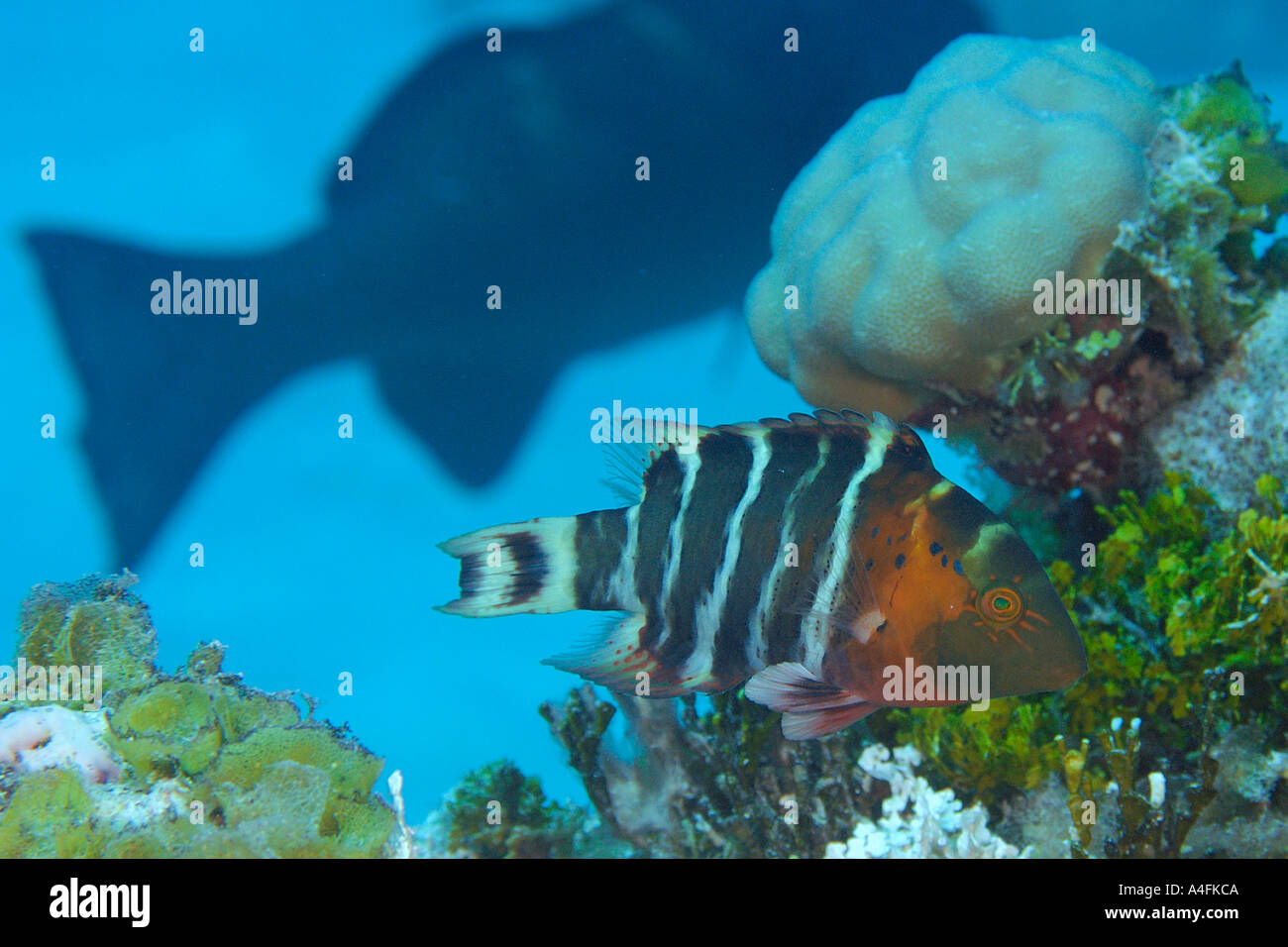 Redbreasted wrasse Cheilinus fasciatus Namu atoll Marshall Islands N ...