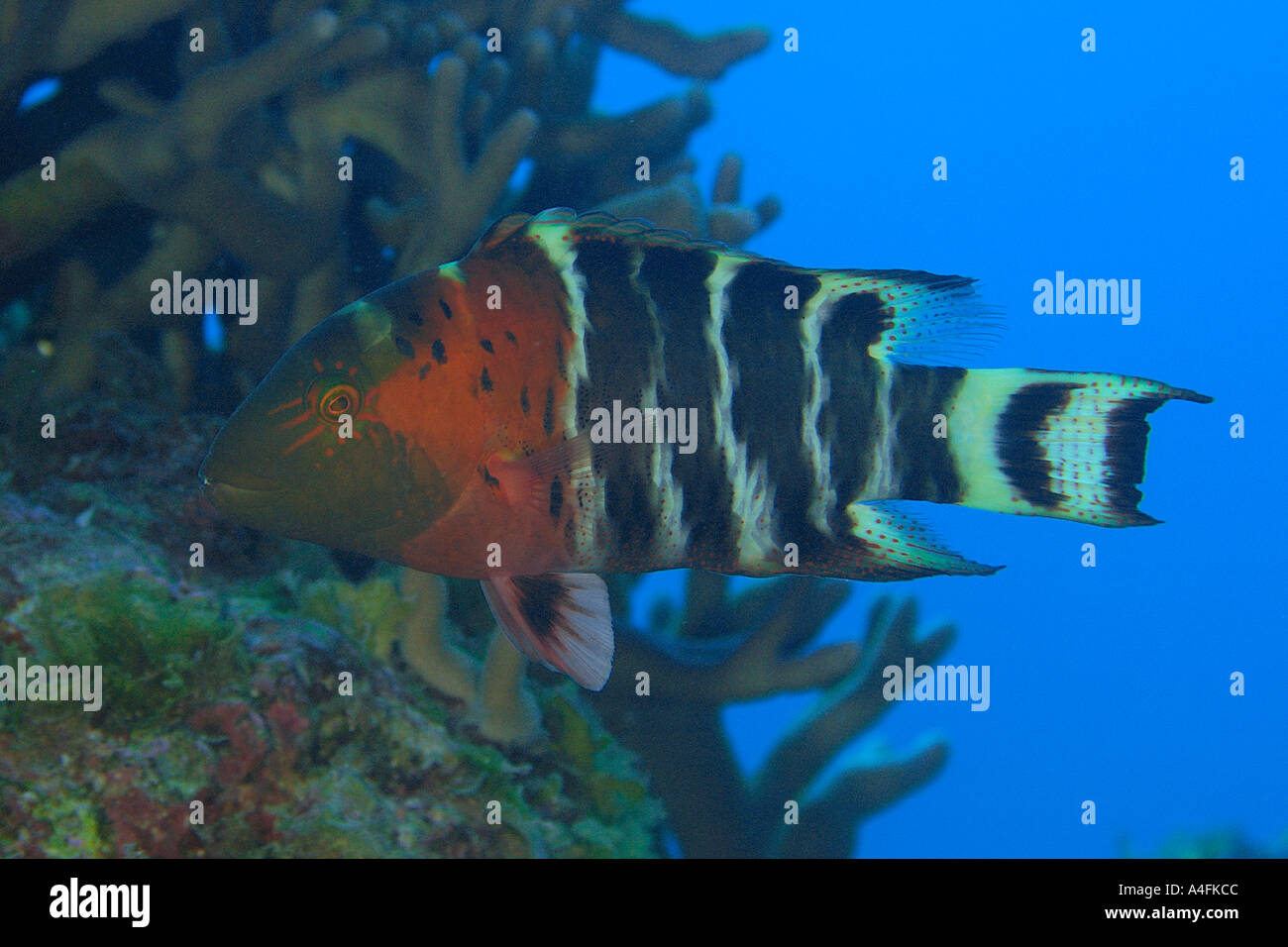 Cheilinus Fasciatus High Resolution Stock Photography and Images - Alamy