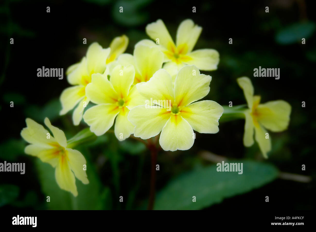Common Yellow Primrose Primula vulgaris South Cornwall Stock Photo - Alamy