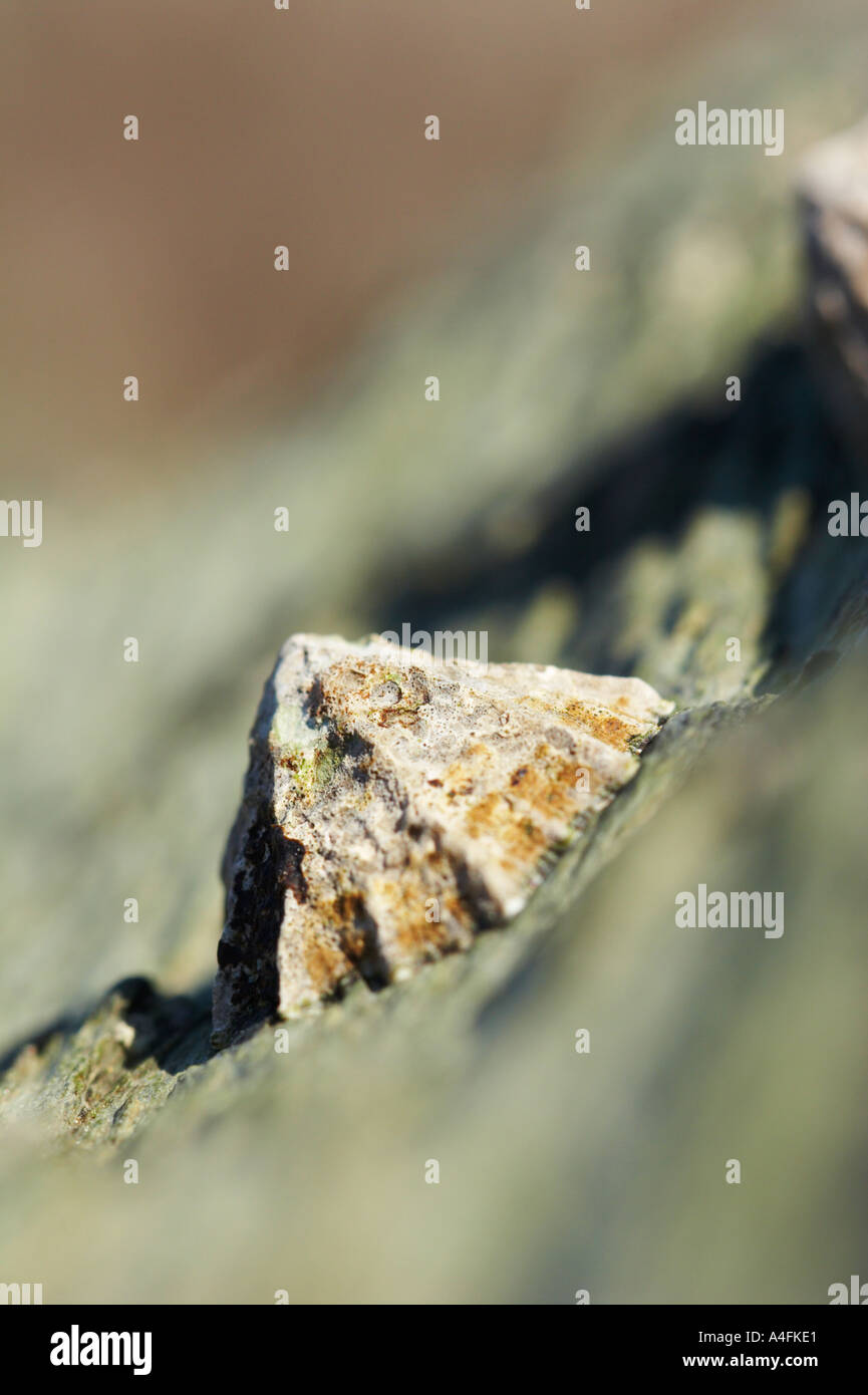 Limpet Barnacle Shell Shellfish Shore High Resolution Stock Photography ...