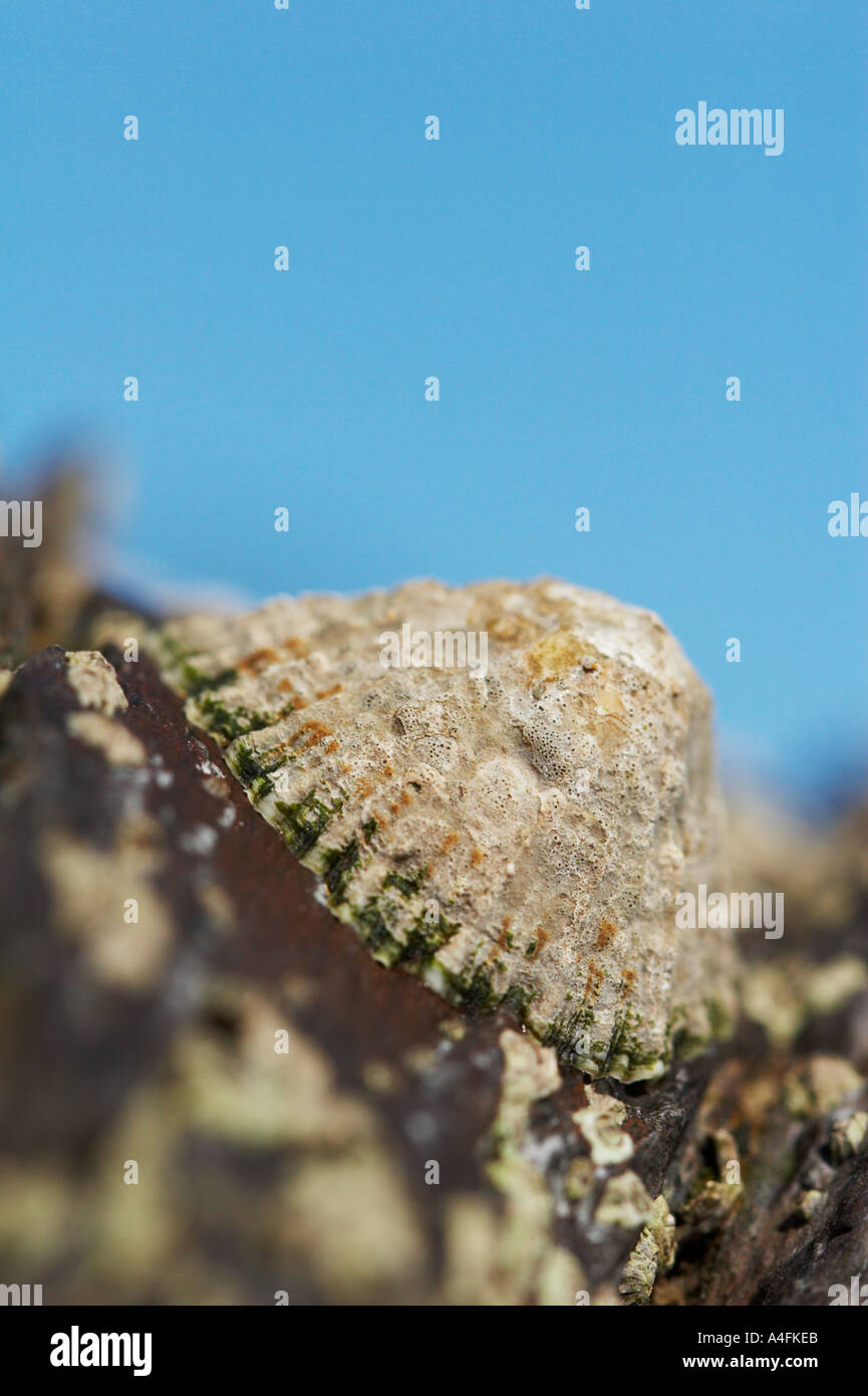 Common Limpet Cornish Coast England Portrait Stock Photo - Alamy