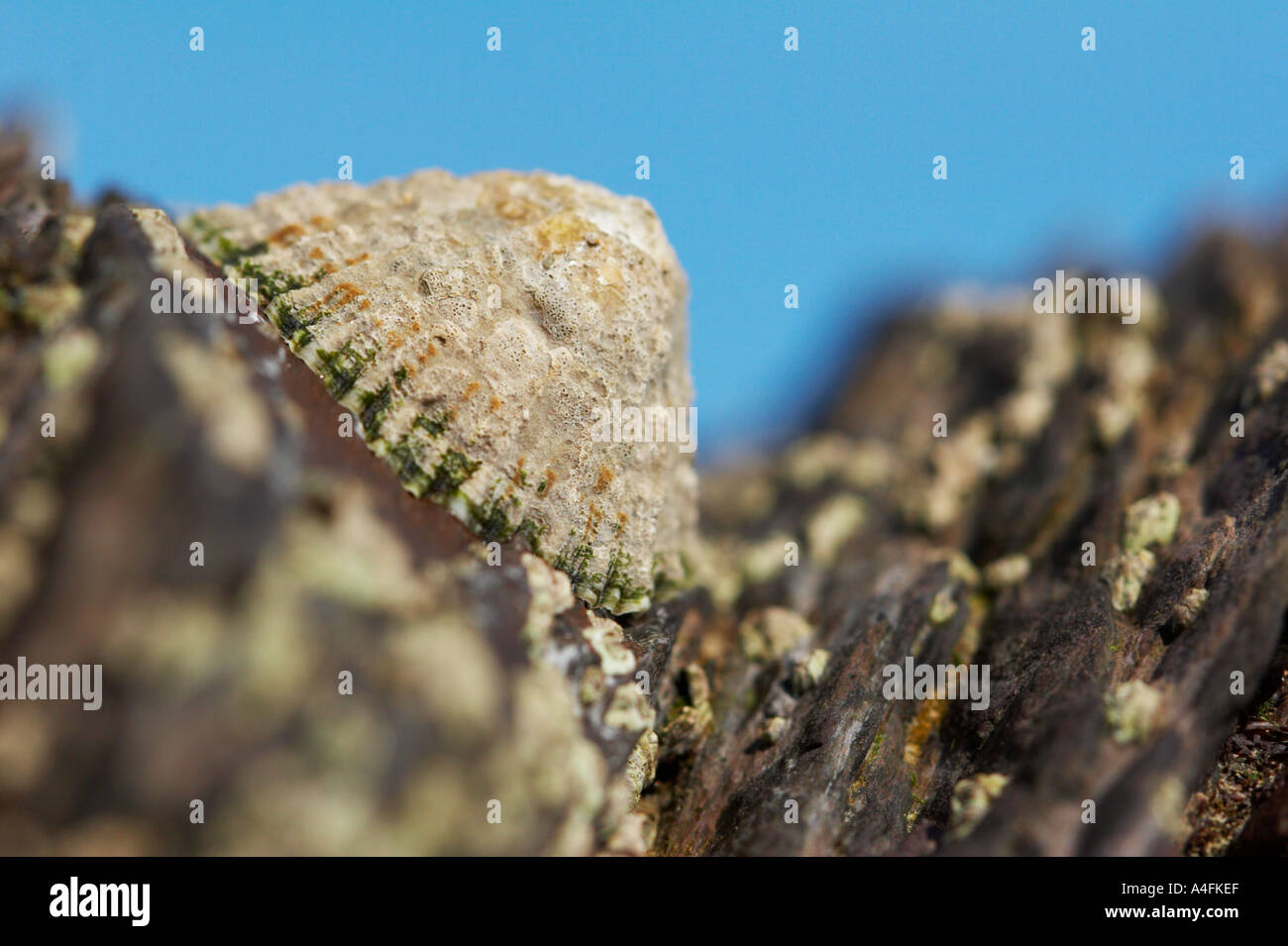 Common Limpet Cornish Coast England Stock Photo - Alamy