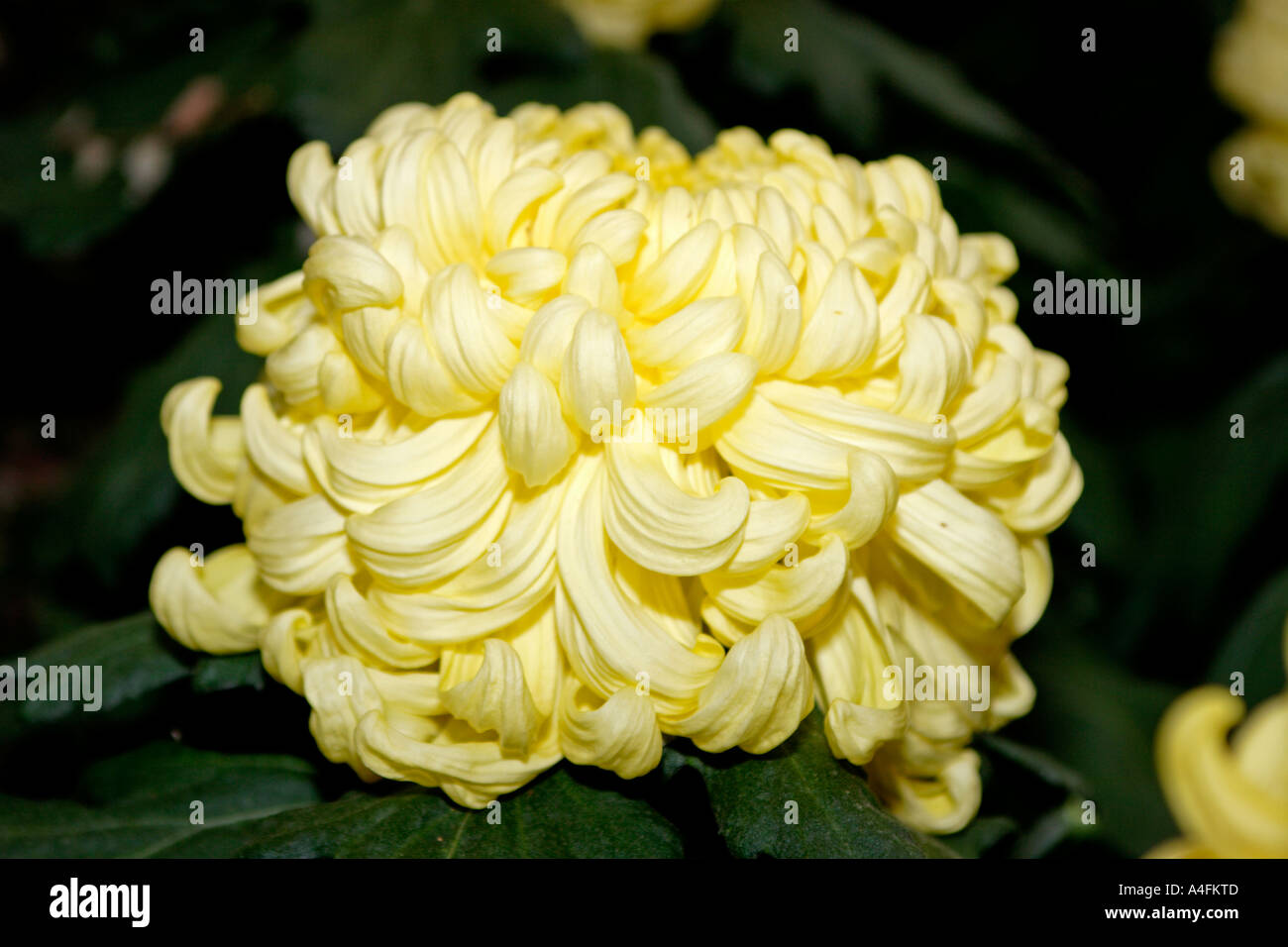 Incurve hi-res stock photography and images - Alamy