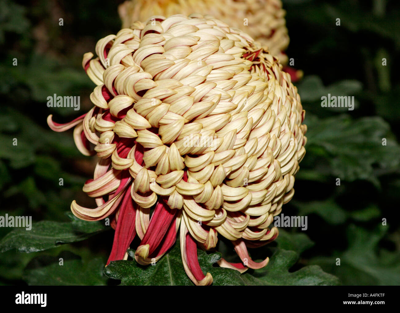 Incurve hi-res stock photography and images - Alamy