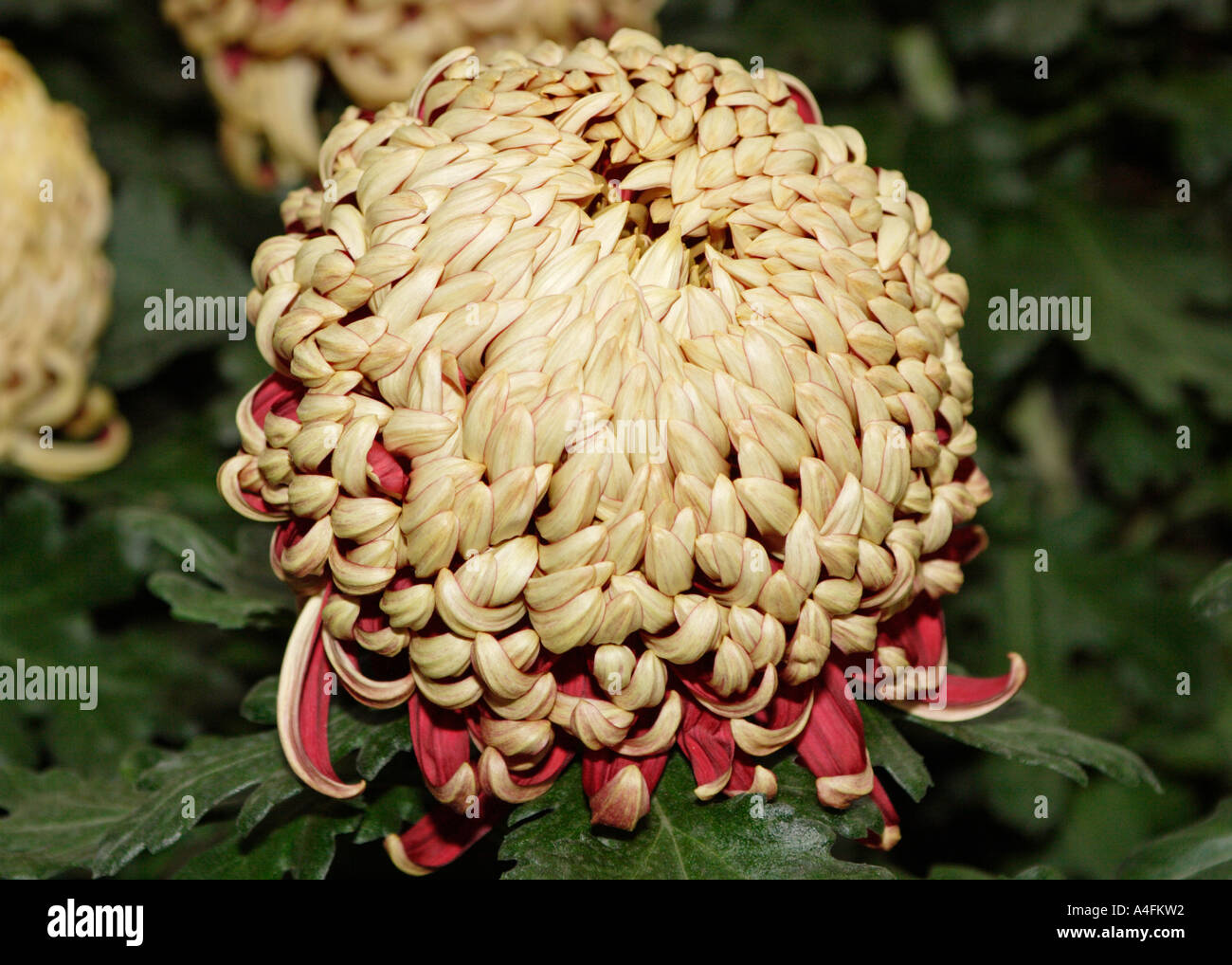 Regular and irregular hi-res stock photography and images - Alamy