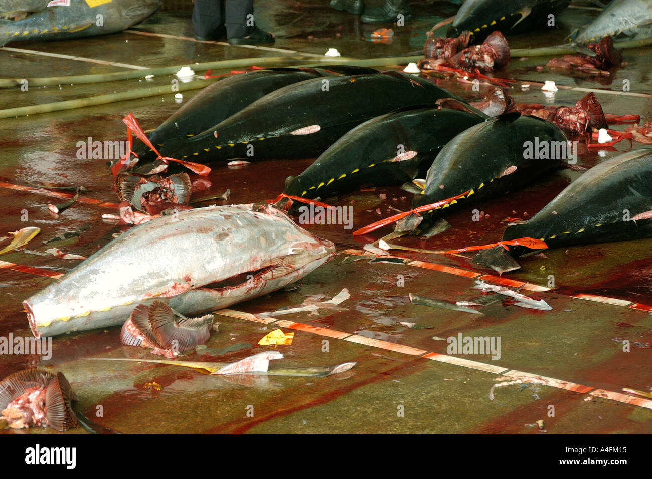 Yellowfin tuna carcasses Thunnus albacares Suao fish market Taiwan ...