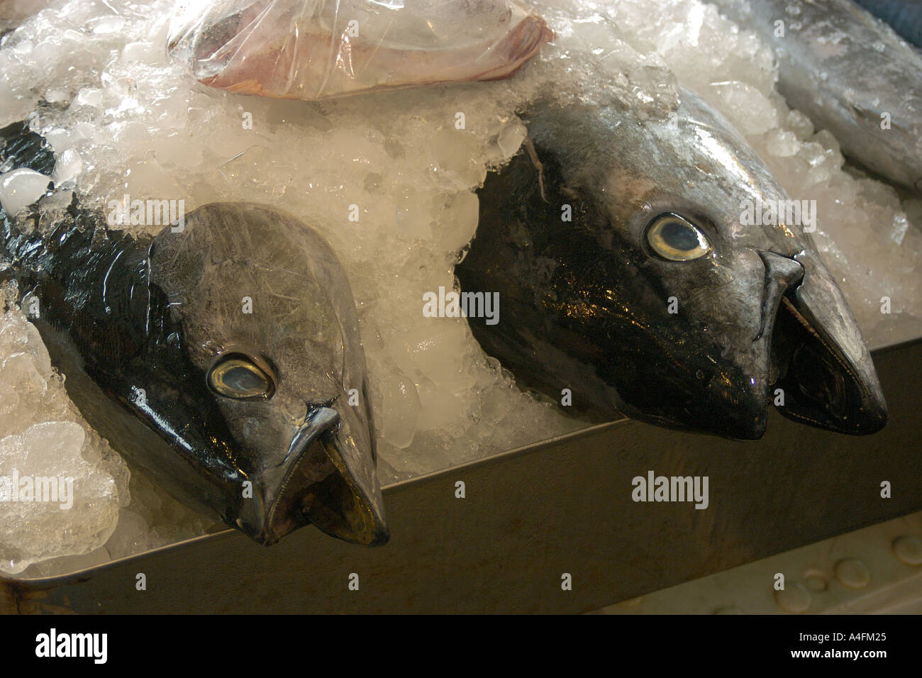 Tuna on display at fish market Suao Taiwan Republic of China Stock ...
