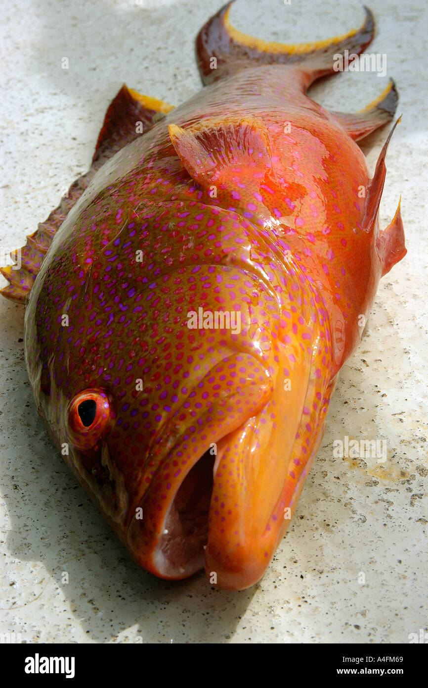 Operculum fish hi-res stock photography and images - Alamy