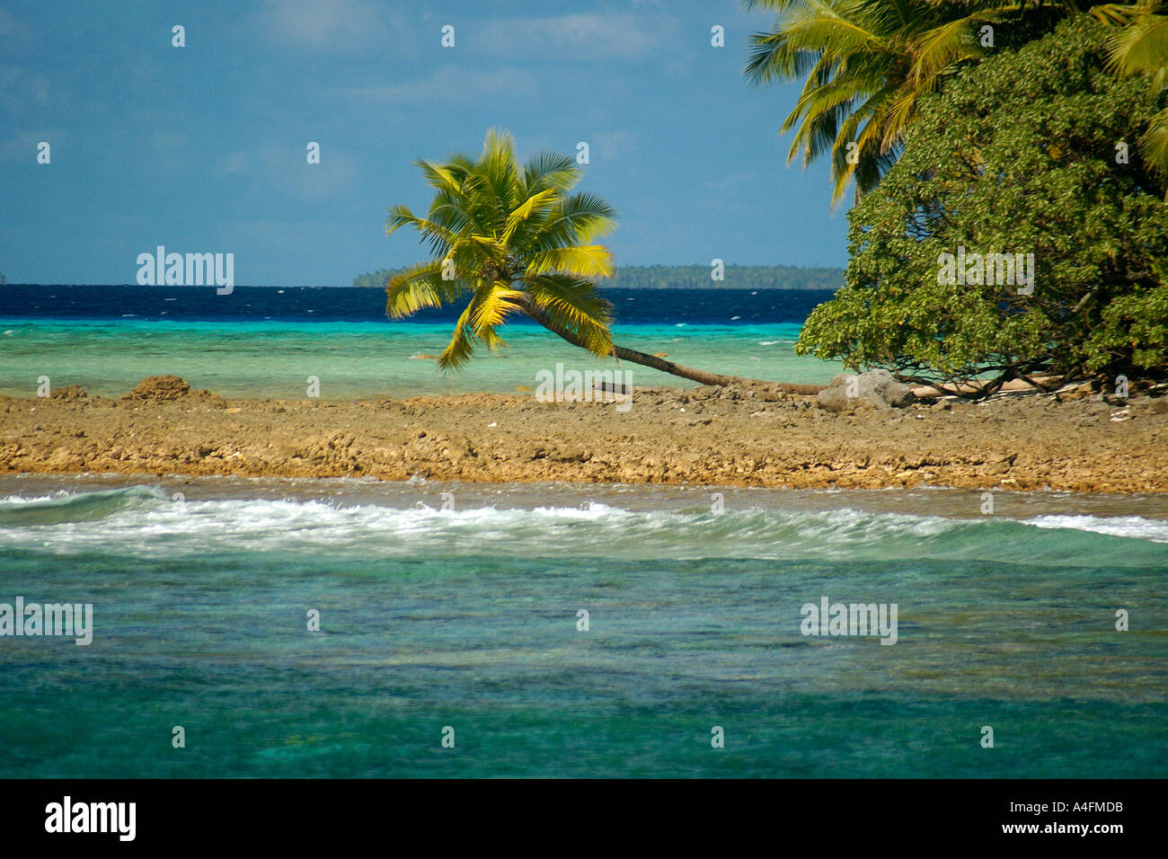 Fallen coconut tree on uninhabited island Namu atoll Marshall Islands N ...