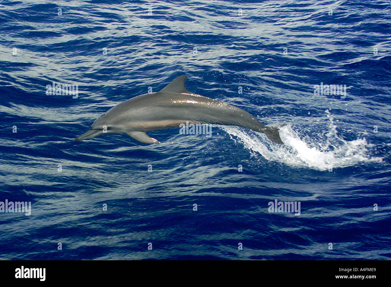 Spinner dolphin Stenella longirostris Namu atoll Marshall Islands N ...