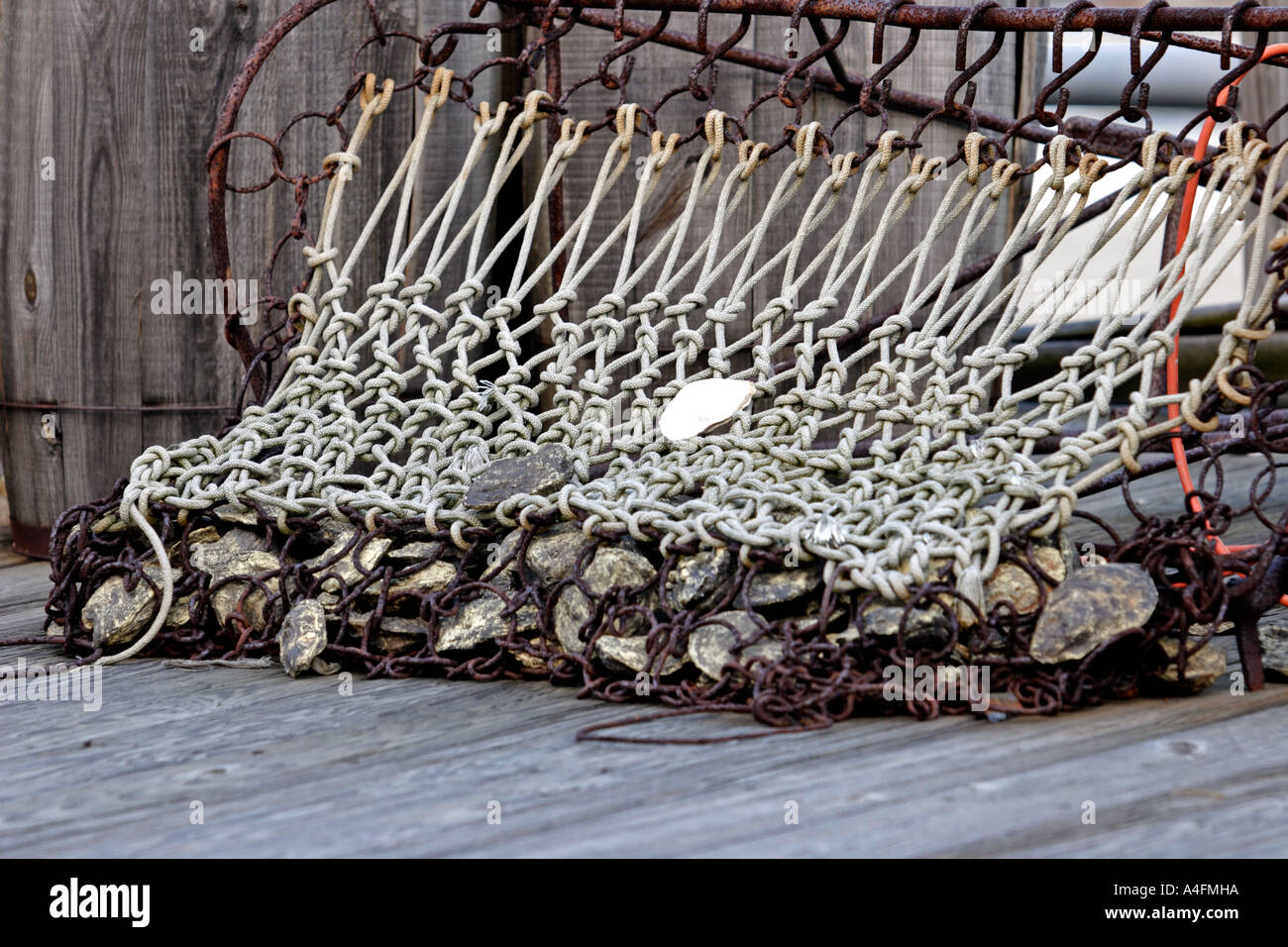 Oyster shells inside oyster net Stock Photo - Alamy