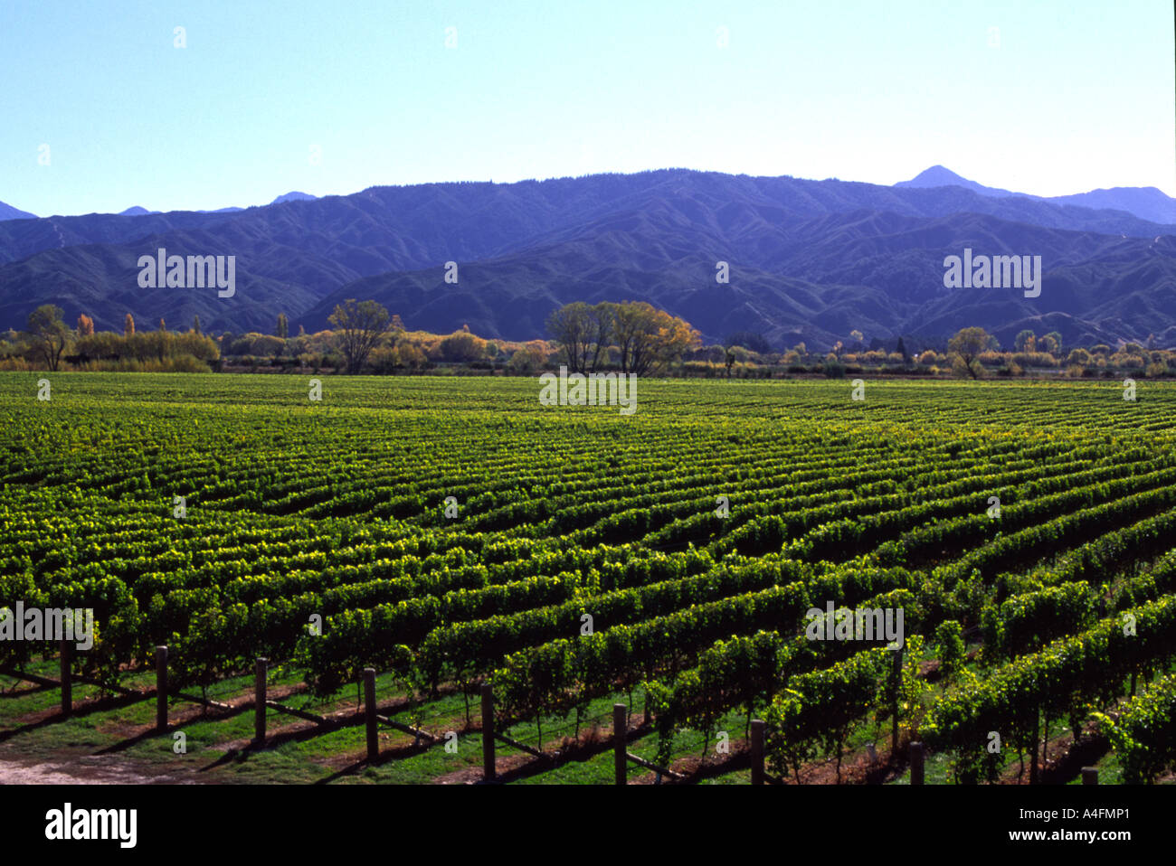 Wairau river vineyard hi-res stock photography and images - Alamy