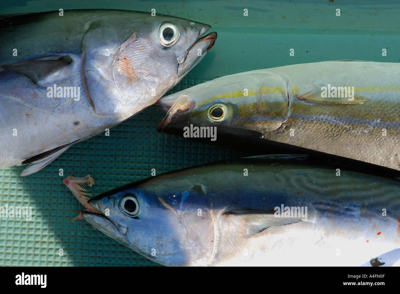 Operculum fish gills hi-res stock photography and images - Alamy