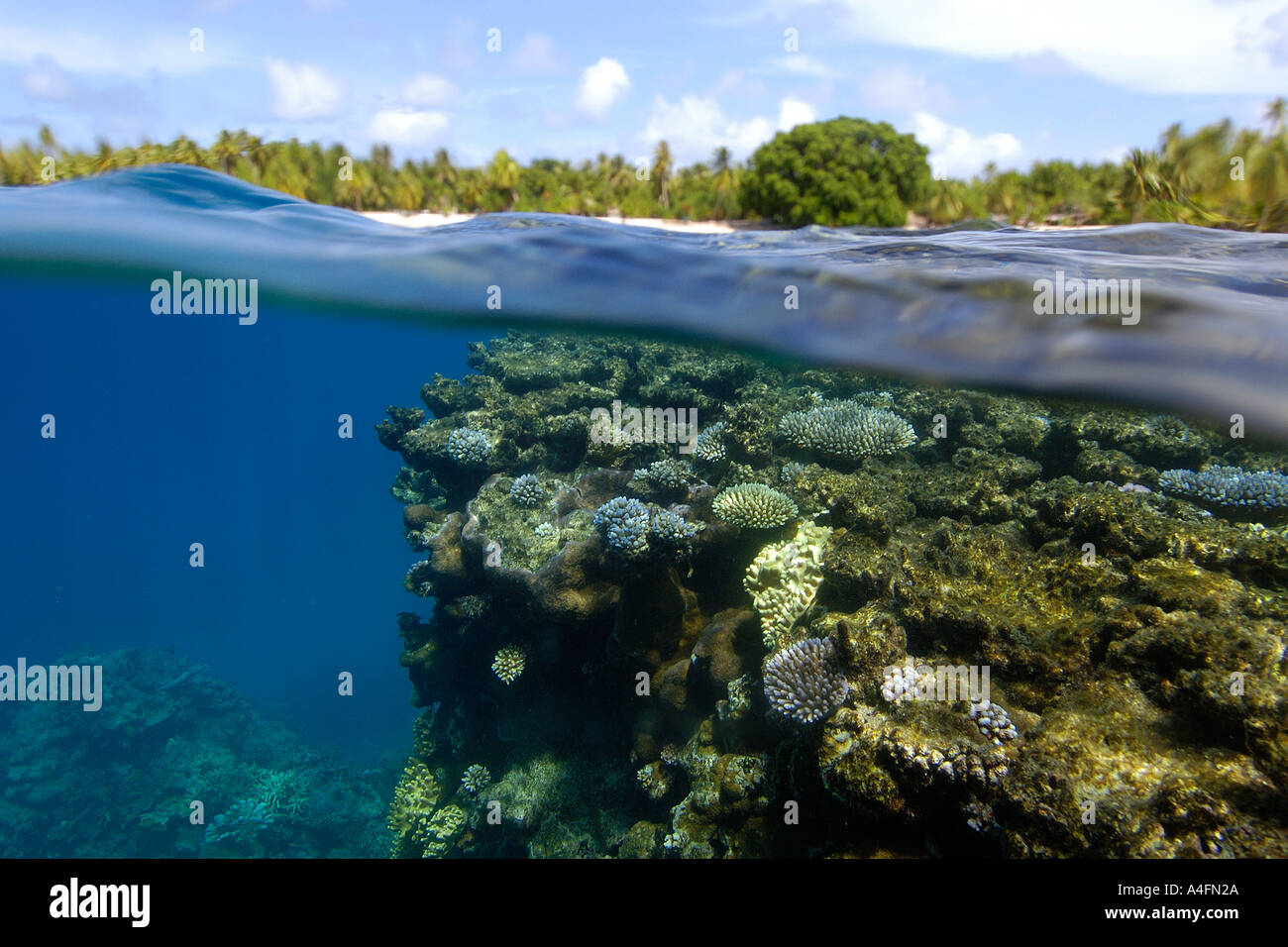 Under sea marshall islands hi-res stock photography and images - Alamy