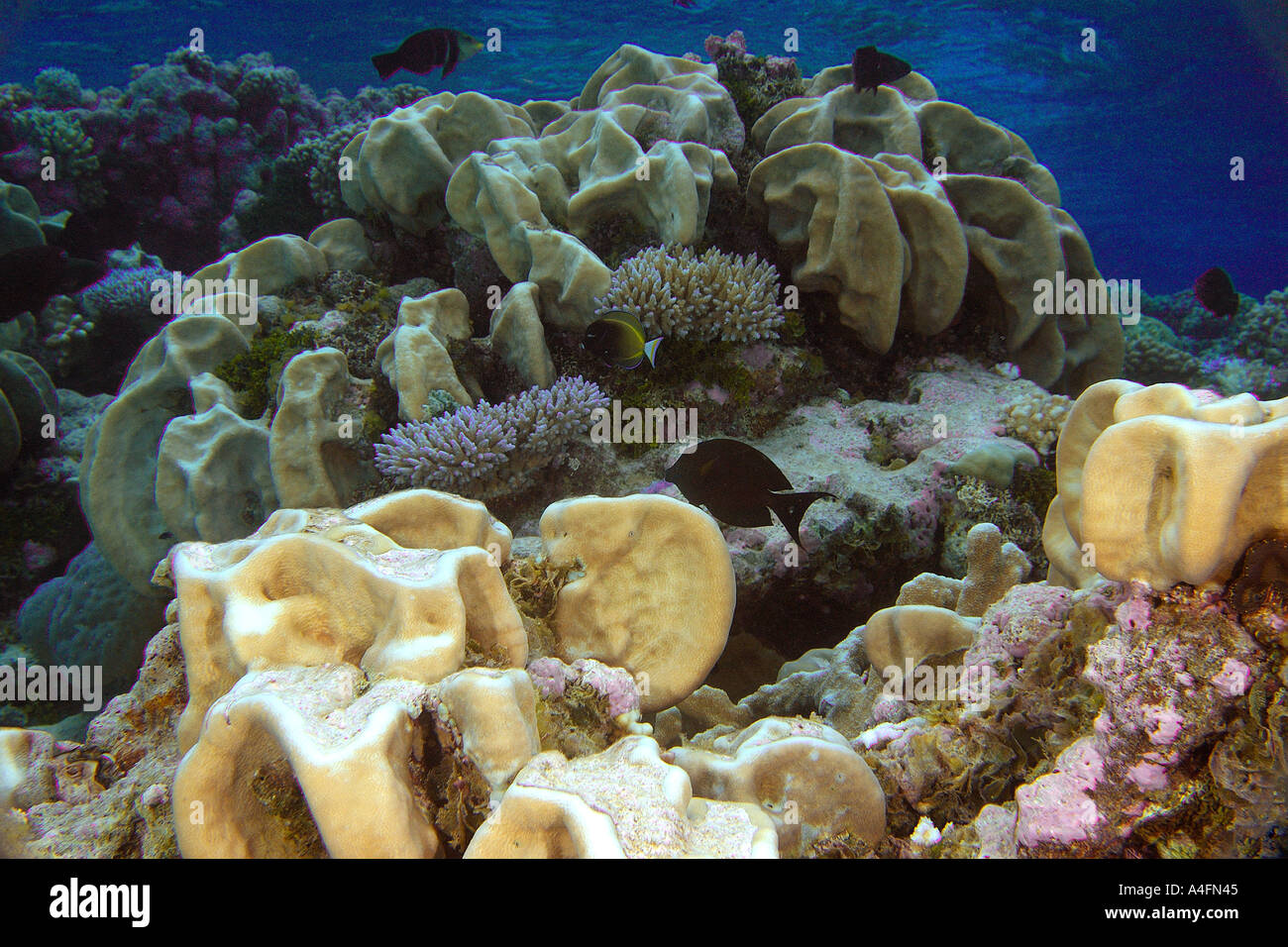 Plate coral Pavona minuta and surgeon fish Acanthurus spp Namu atoll ...