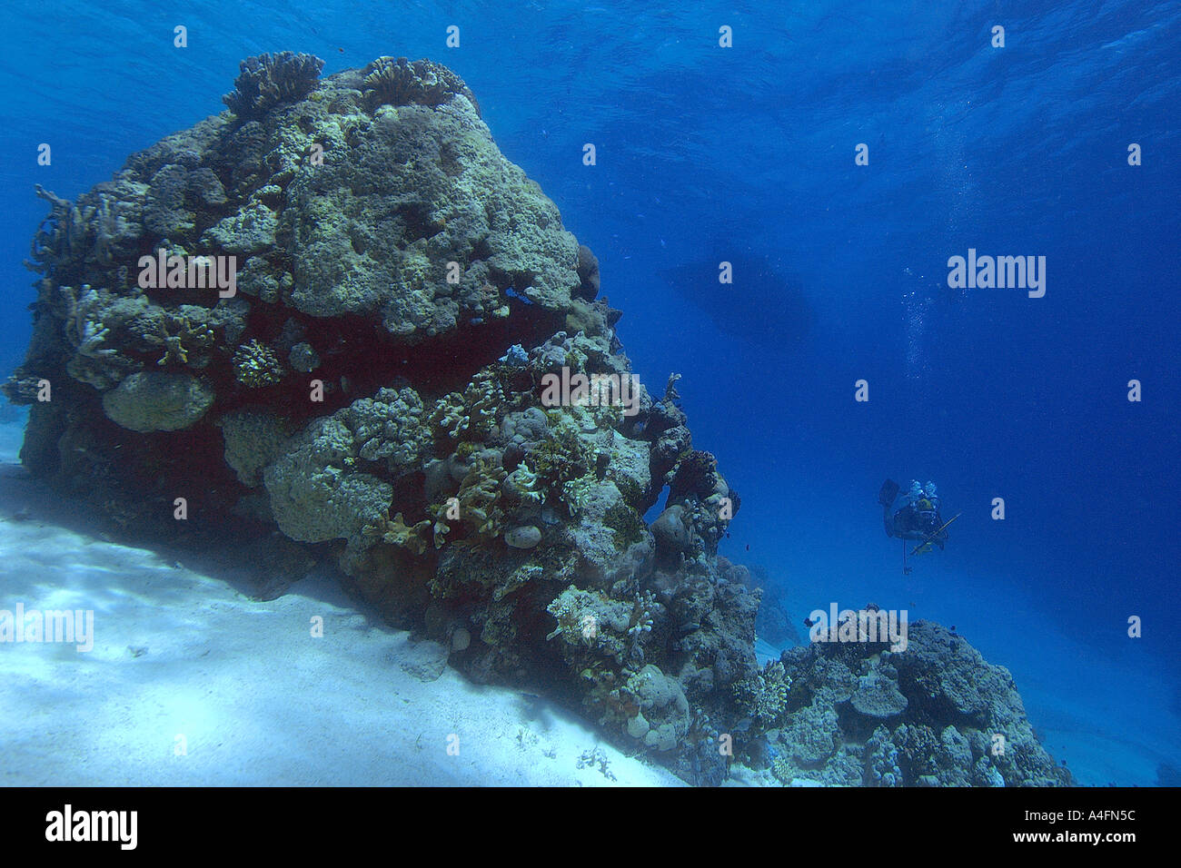 Scuba diver explores pristine coral reef Namu atoll Marshall Islands N ...